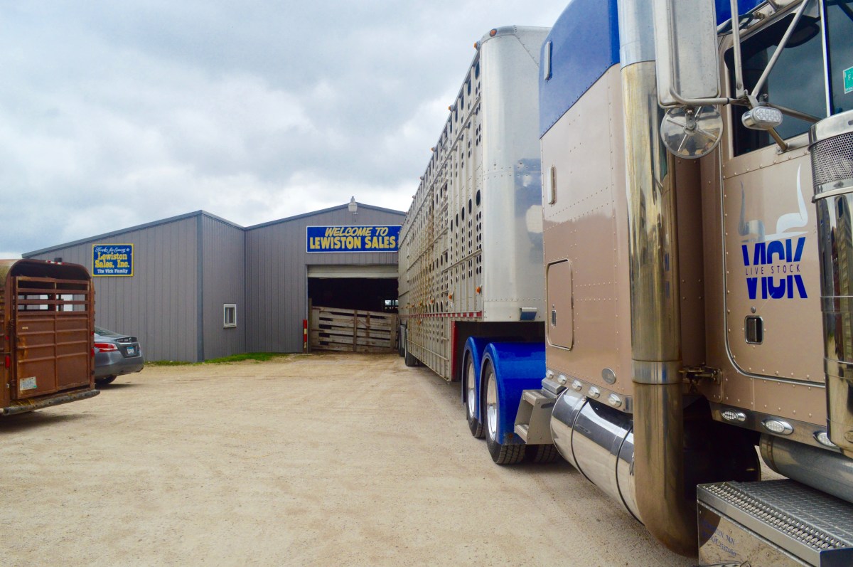 Lewiston Sales, Inc. – Livestock dealer located in SE MN